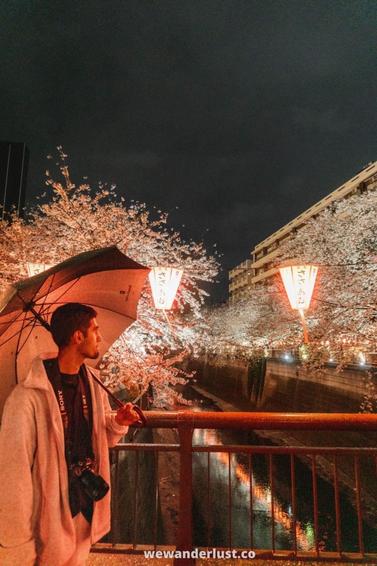 Japanese Cherry Blossom Festival: Everything You Need to Know ...