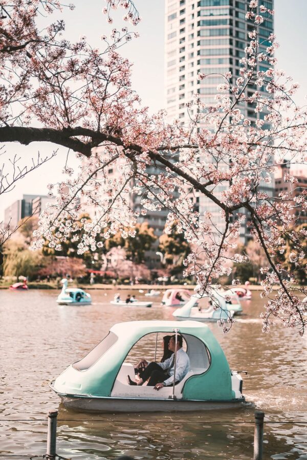 Japanese Cherry Blossom Festival: Everything You Need to Know ...