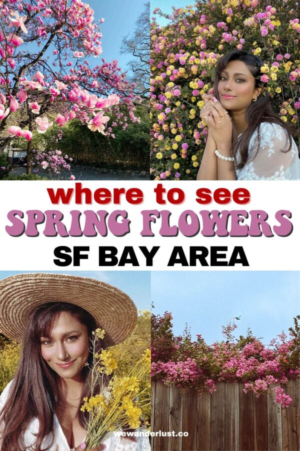 Where To See Spring Flowers in the Bay Area? No. 4 is our Favorite ...