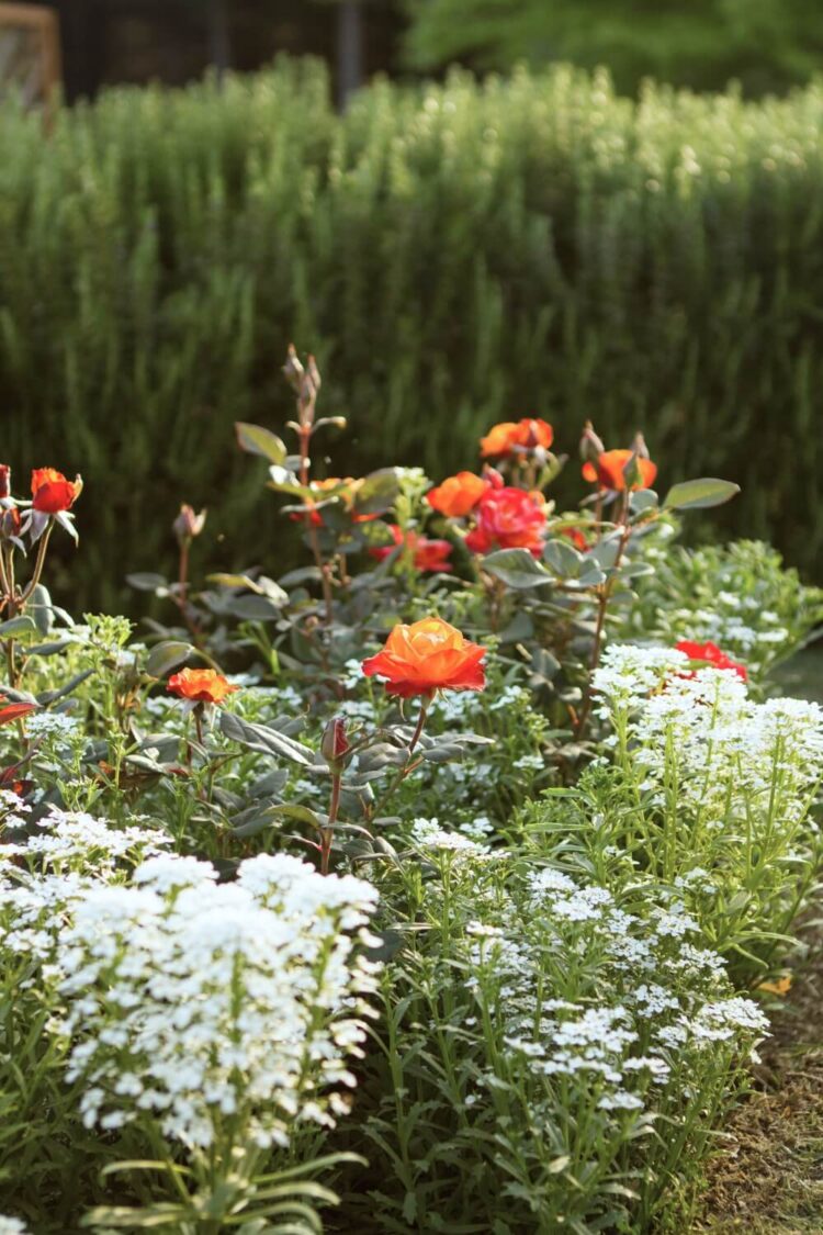 Where To See Spring Flowers in the Bay Area? No. 4 is our Favorite ...