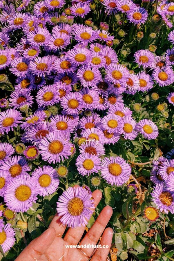 Where To See Spring Flowers in the Bay Area? No. 4 is our Favorite ...