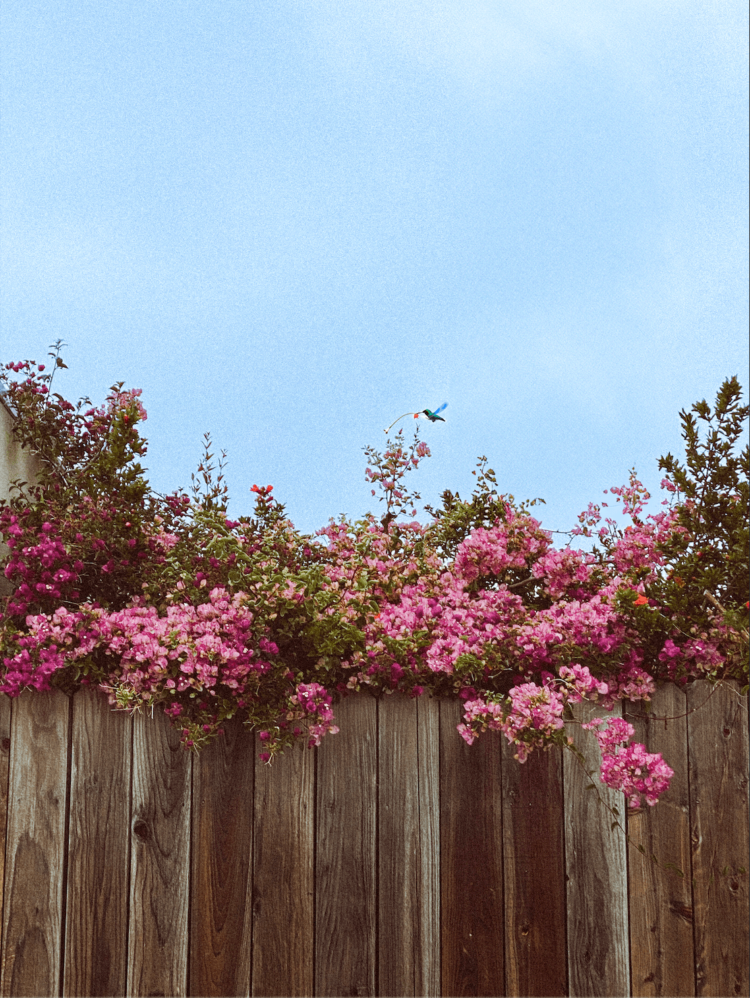 Where To See Spring Flowers in the Bay Area? No. 4 is our Favorite ...