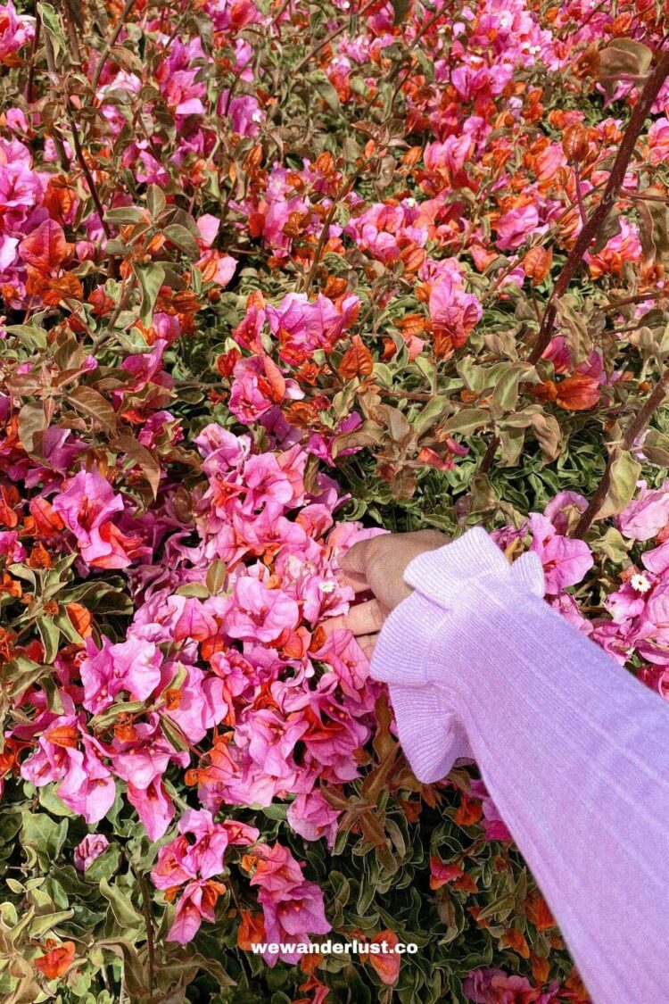 Where To See Spring Flowers in the Bay Area? No. 4 is our Favorite ...